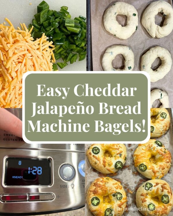 Easy Cheddar Jalapeño Bread Machine Bagels! - Far From The Farm